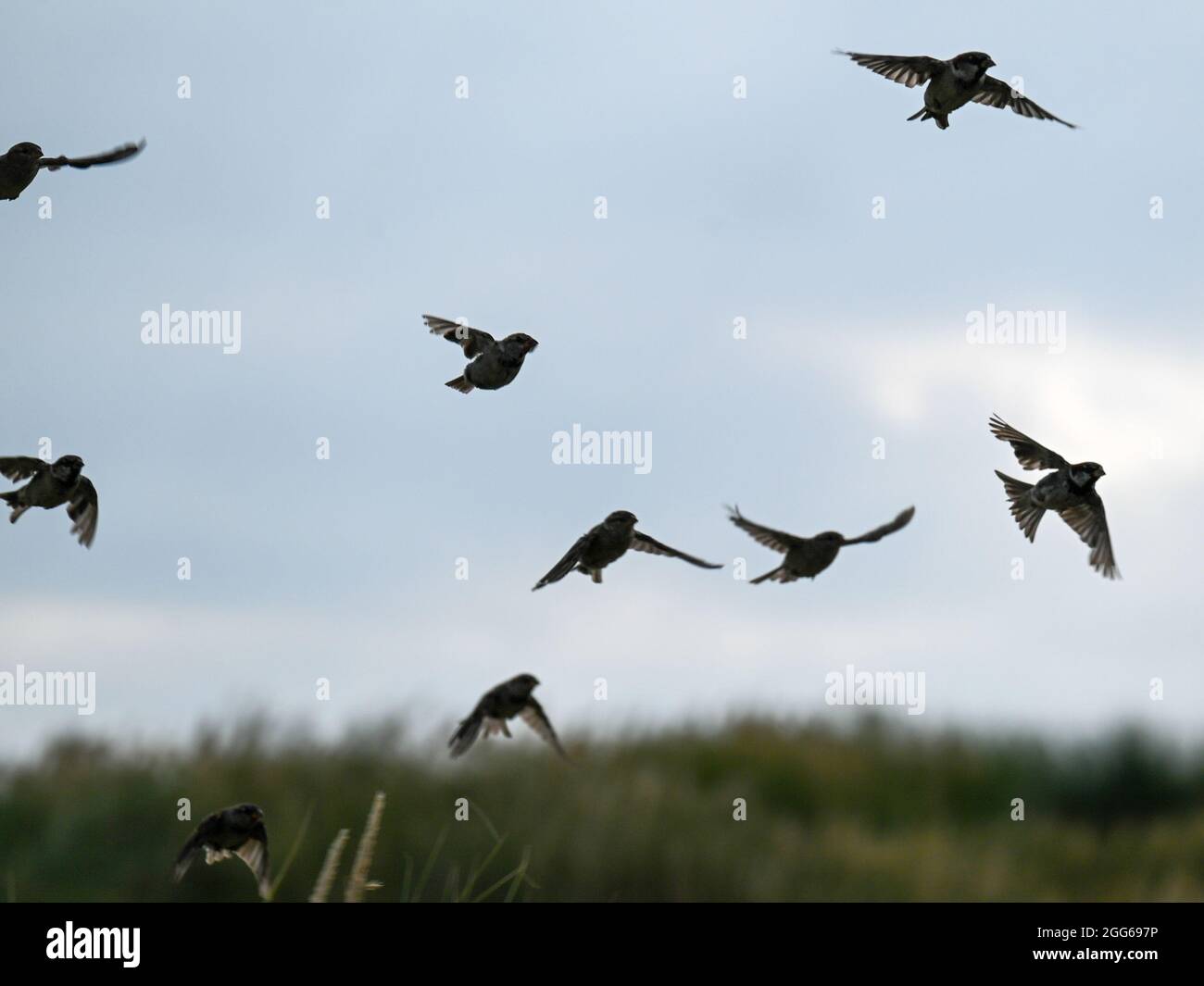 The wonderful wildlife of Wales Stock Photo - Alamy