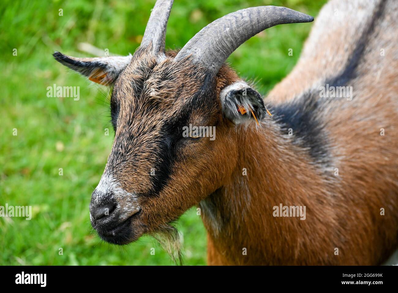 The wonderful wildlife of Wales Stock Photo - Alamy