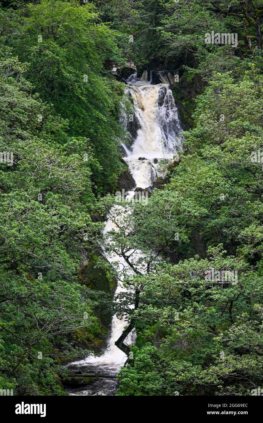 Aerial view animal bridges hi-res stock photography and images - Alamy