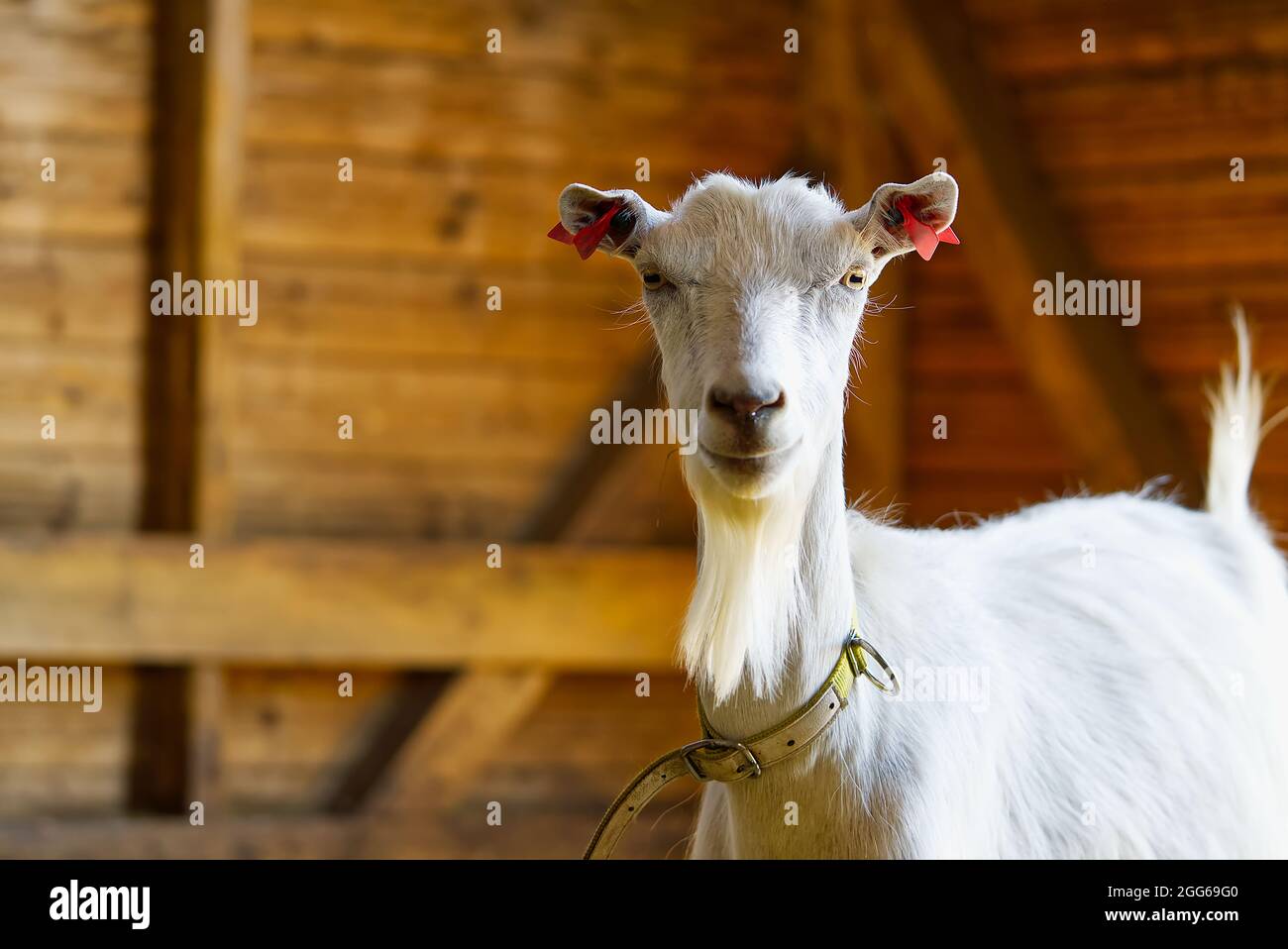 Female angora goat hi-res stock photography and images - Alamy
