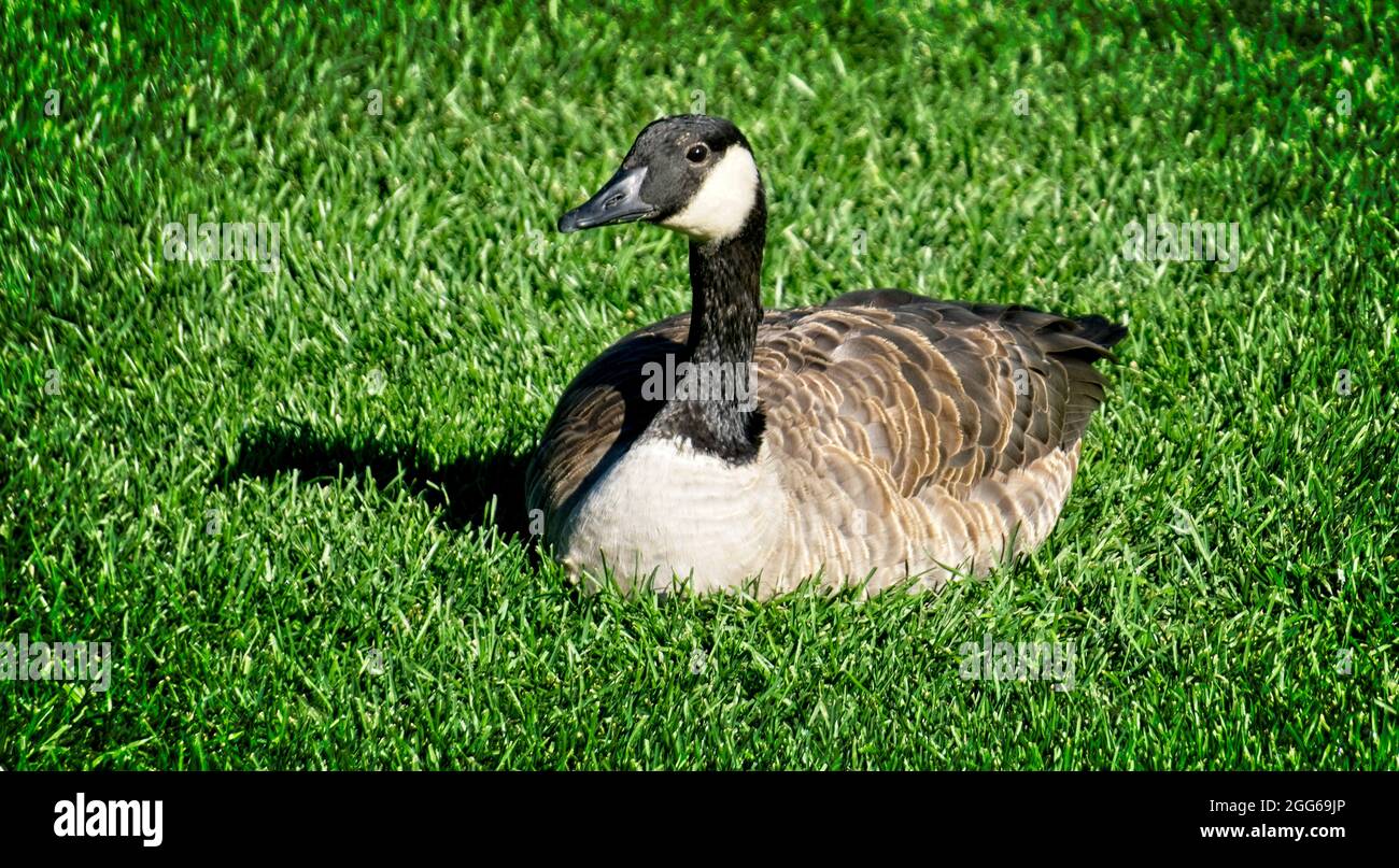Calgary duck hi-res stock photography and images - Alamy