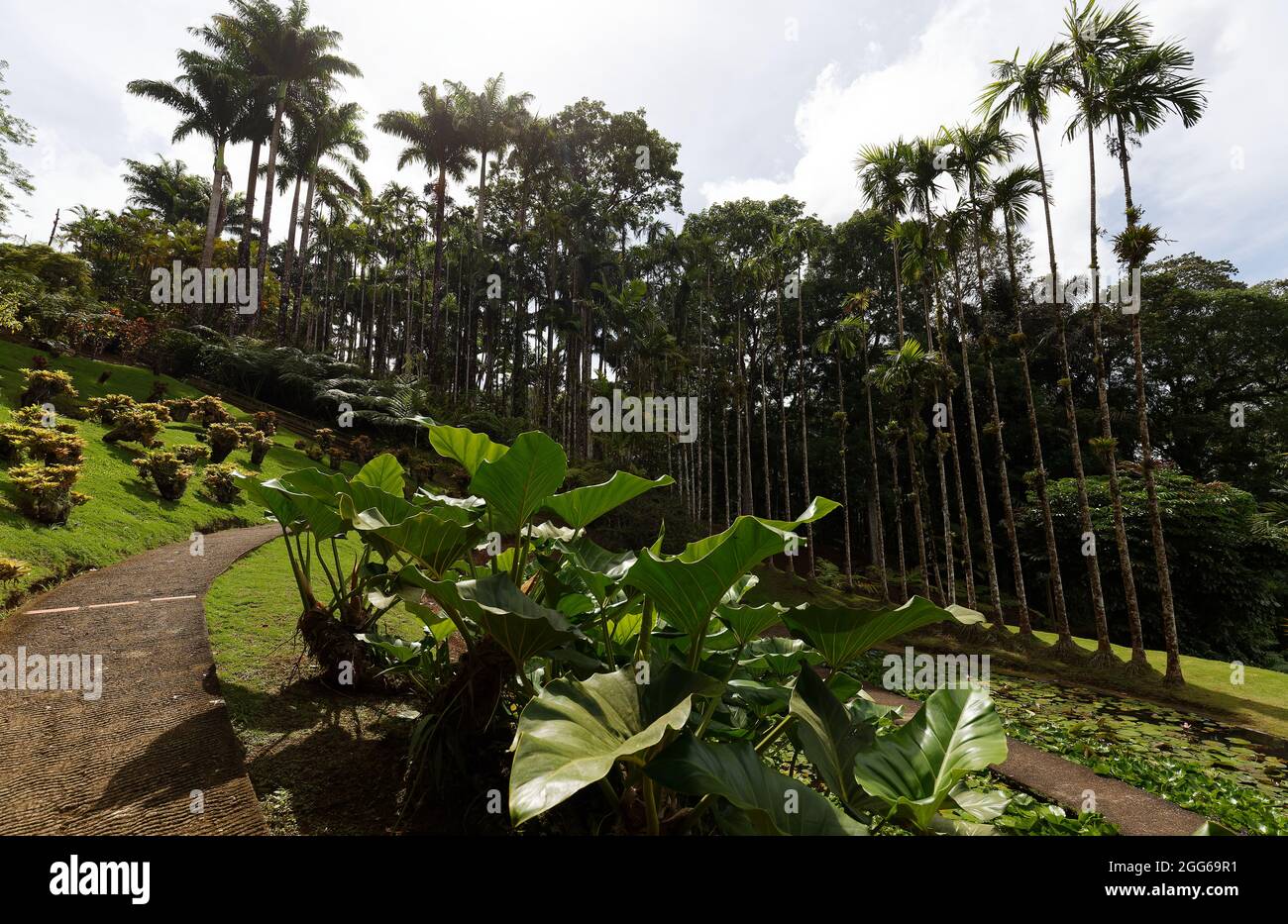 The tropical garden located near Fort-de-France, Martinique, French ...