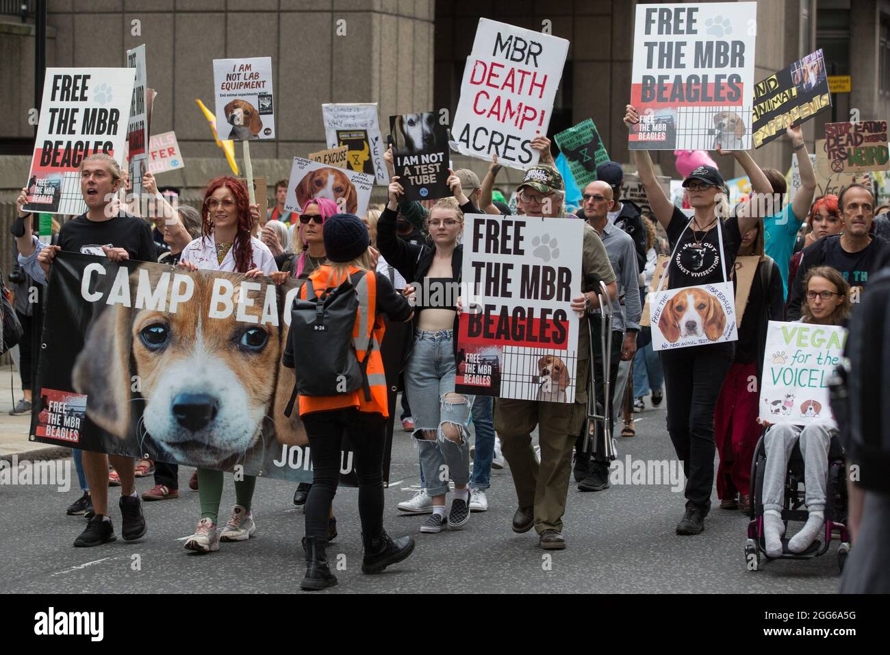 Camp beagle protests hi-res stock photography and images - Alamy