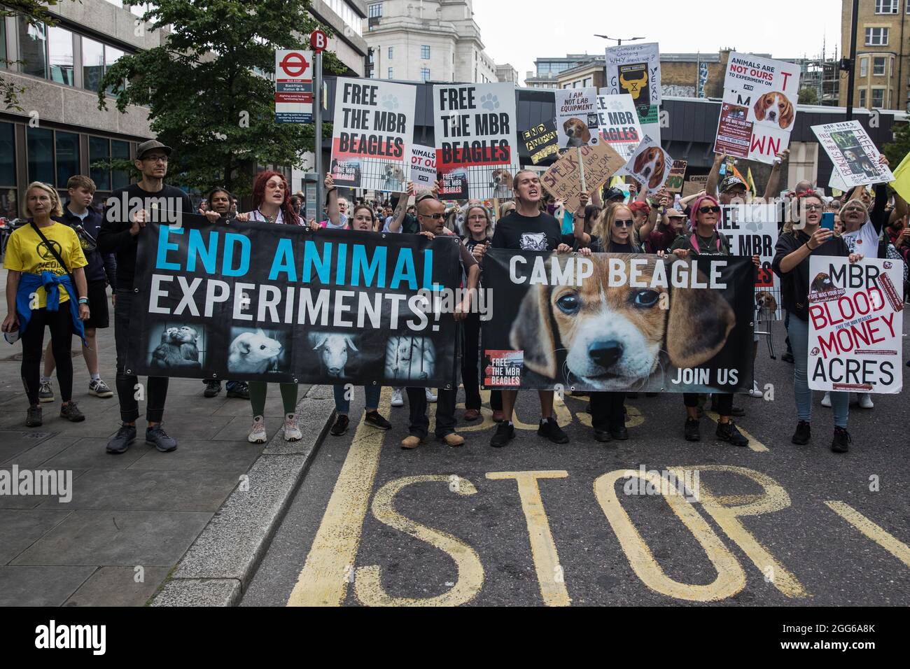 Mbr beagles protest hi-res stock photography and images - Alamy