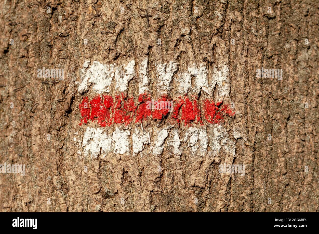 Red sign marking tourist mountain trail, rectangular painted tree mark ...