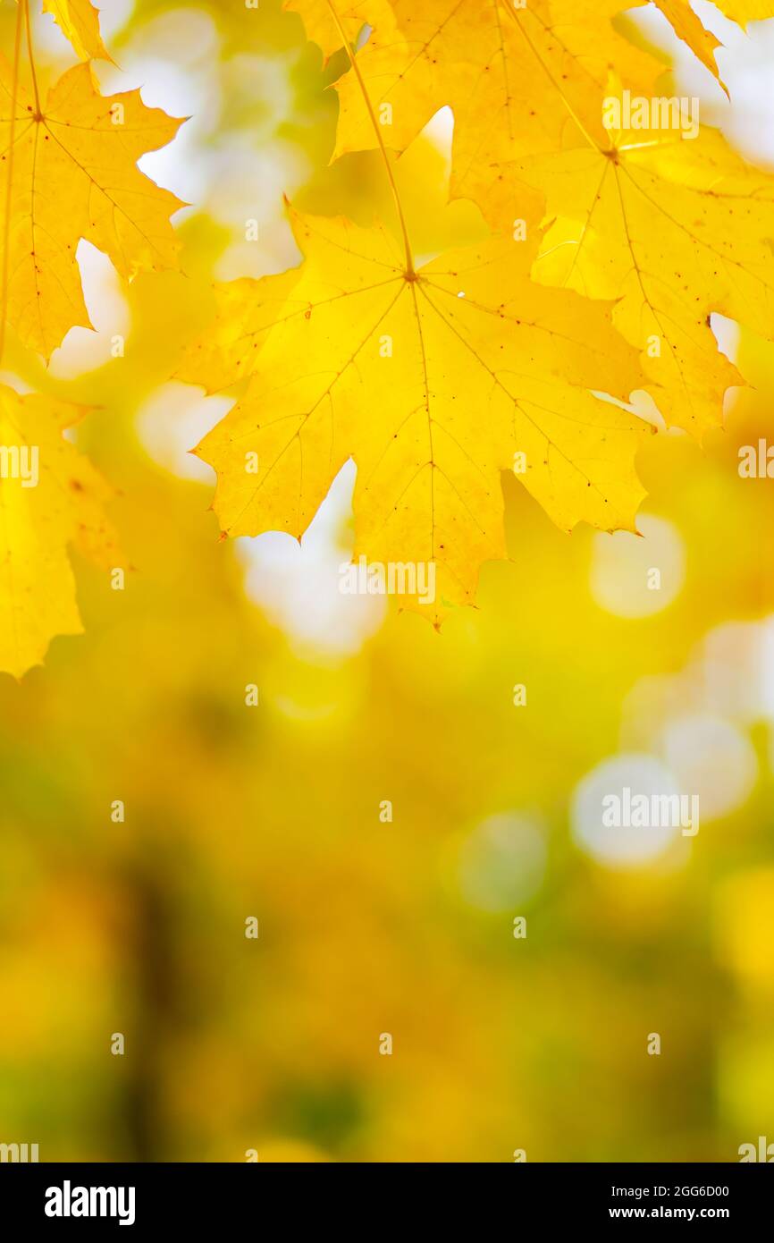 Background autumn leaves. Falling Autumn Maple Leaves Natural ...