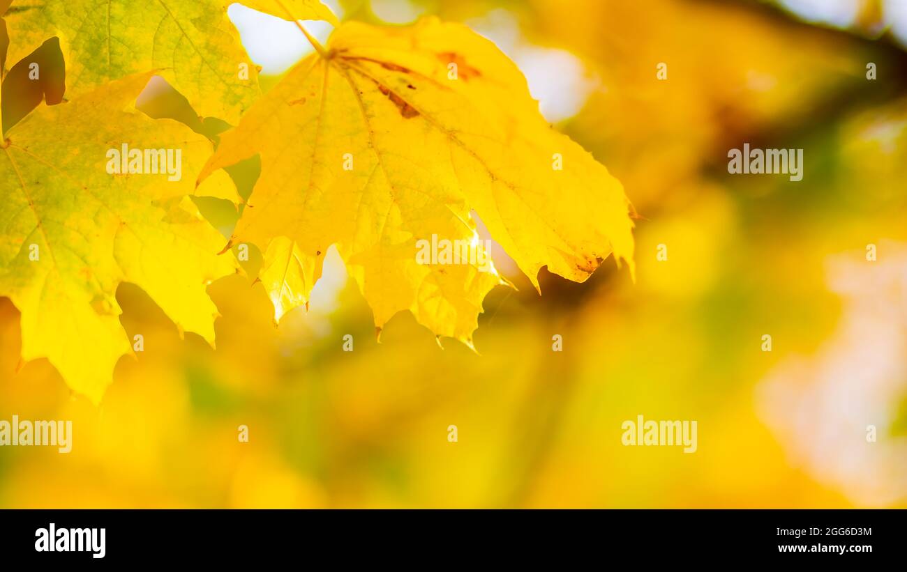 Background autumn leaves. Falling Autumn Maple Leaves Natural ...