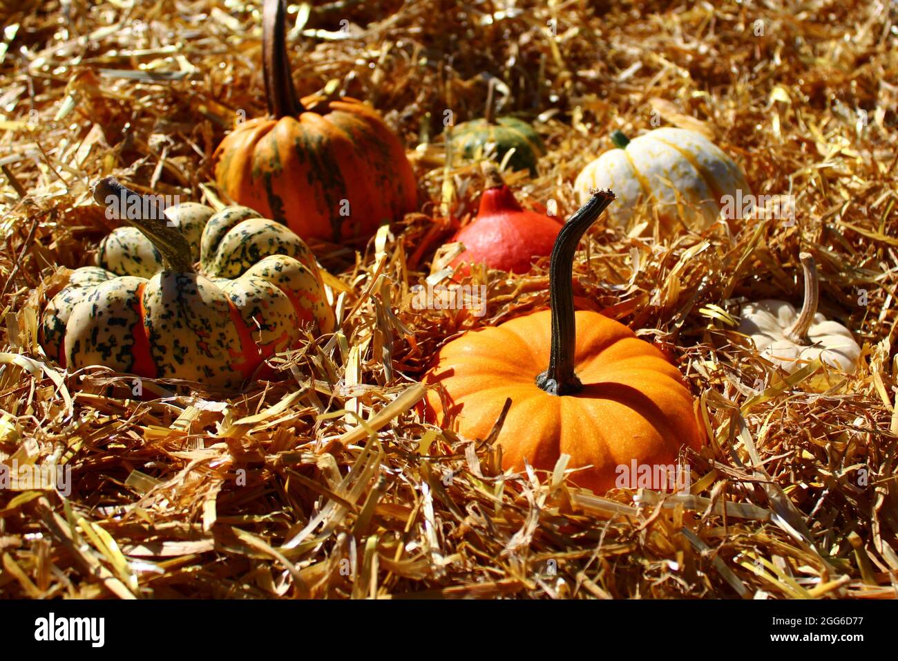 Pumpkins on straw hi-res stock photography and images - Alamy