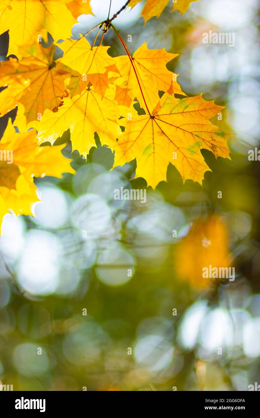 Bright yellow maple leaves. Fall season outdoor background. Colorful ...