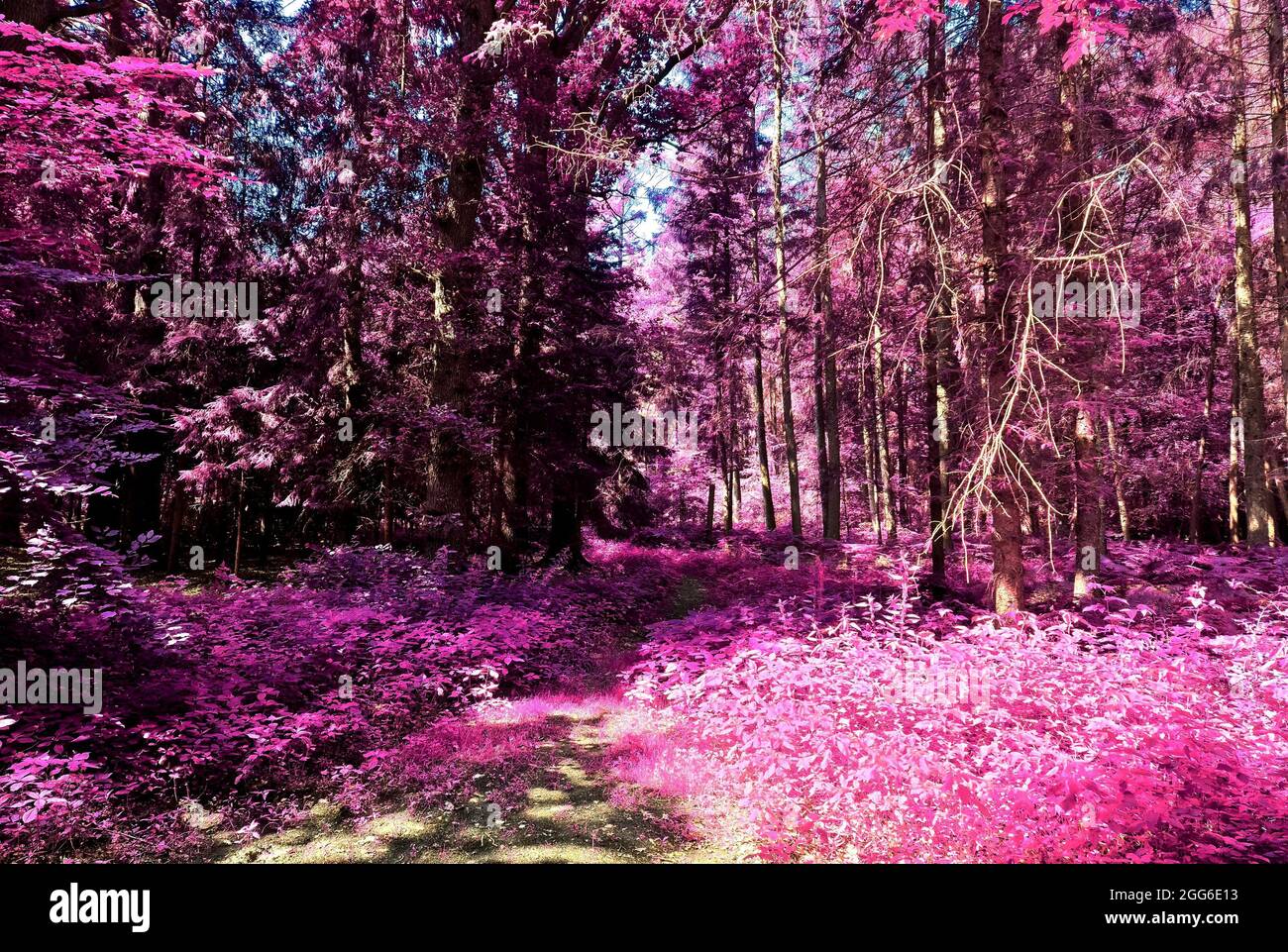 Beautiful pink and purple infrared panorama of a countryside landscape ...
