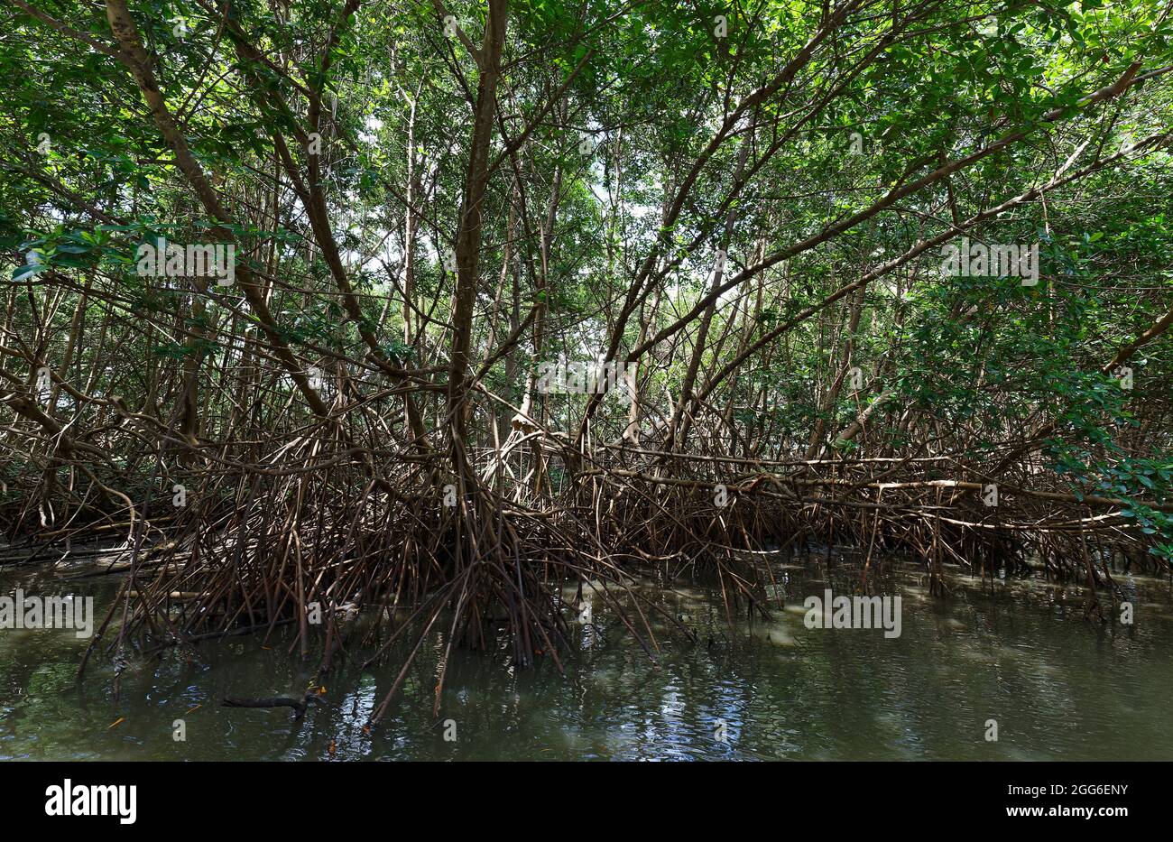 Unique forest ecosystem hi-res stock photography and images - Alamy