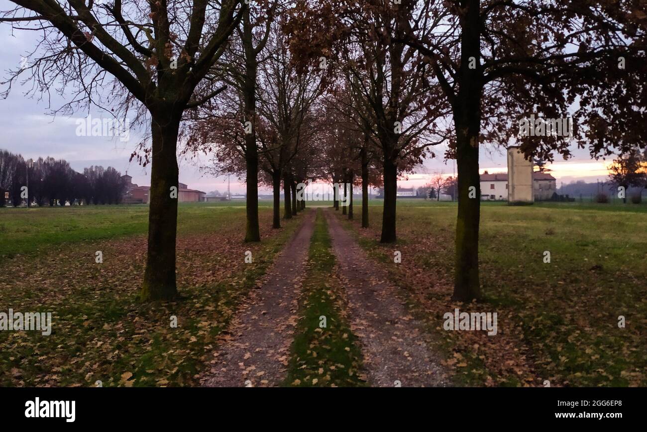 Rural road marked by trees in parallel rows in the middle of fields of ...