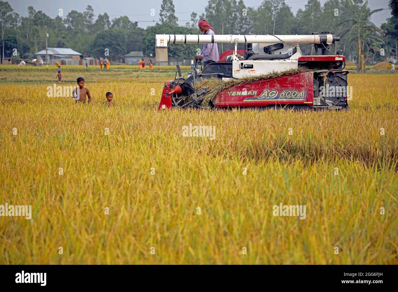 Harvesting paddy using machine hi-res stock photography and images - Alamy