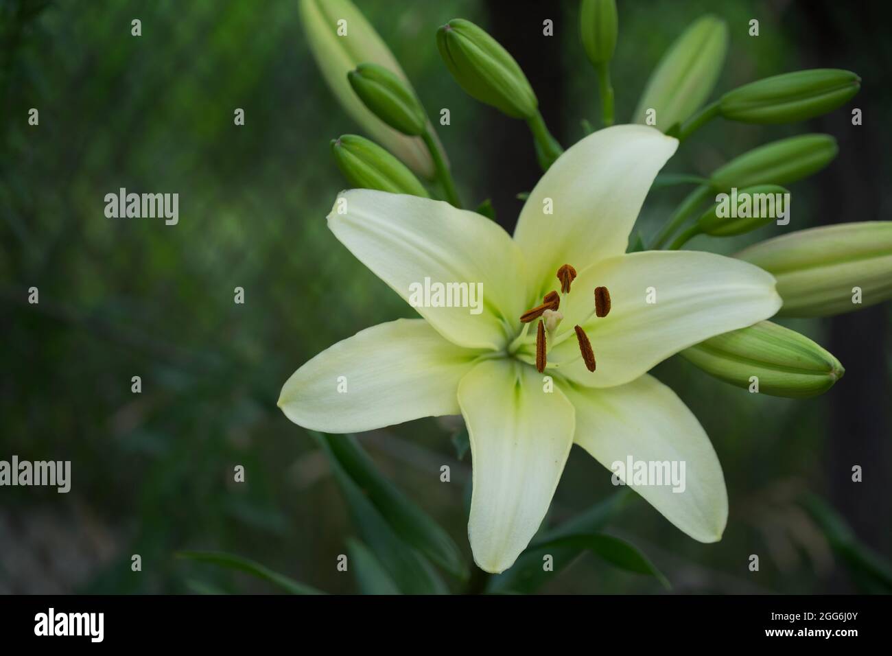 Single large lily flower. A flower with large petals Stock Photo - Alamy