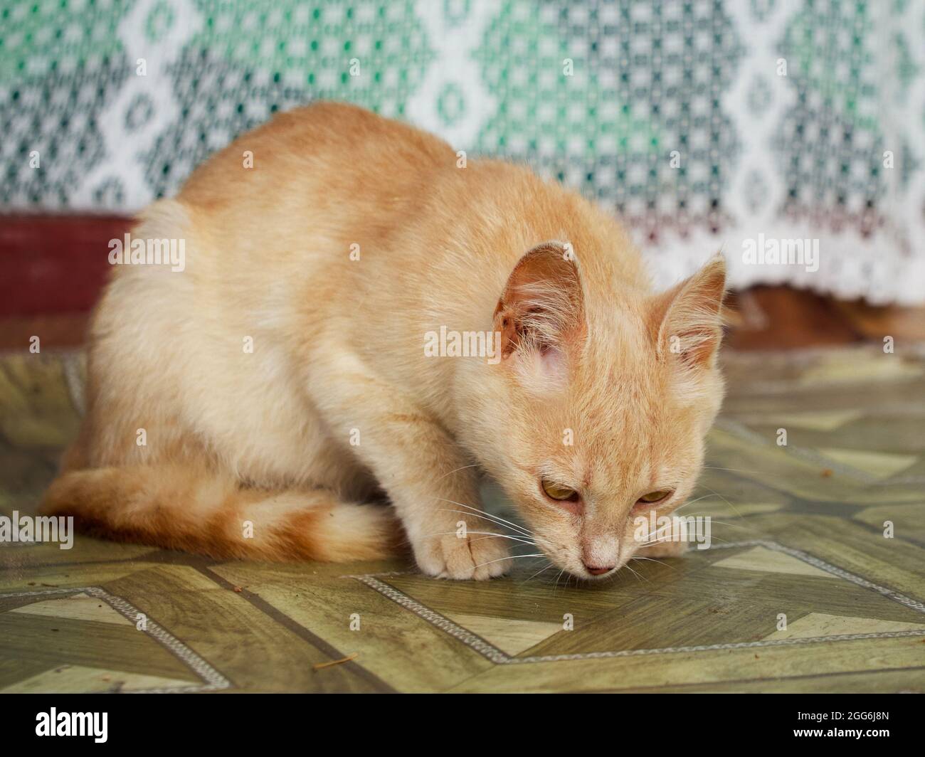 Cat smelling floor hi-res stock photography and images - Alamy