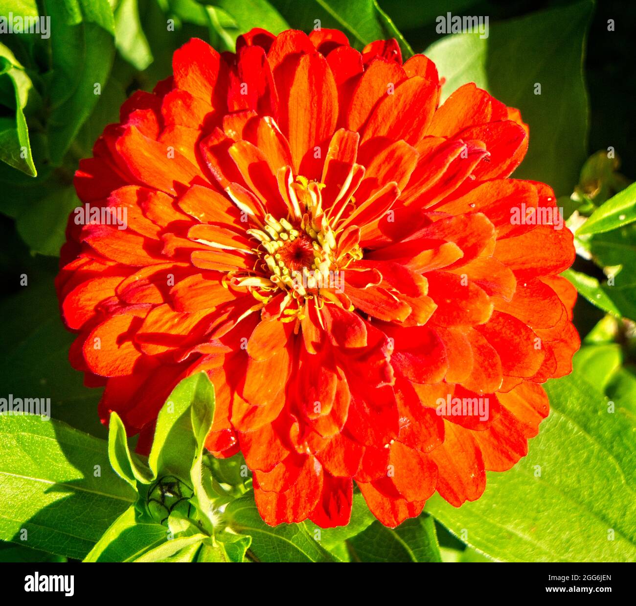 Zinnia bud hi-res stock photography and images - Alamy