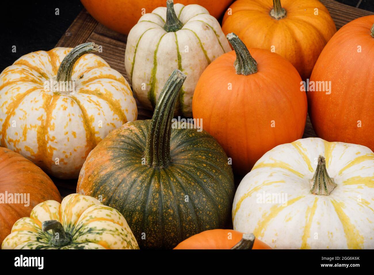 coloured pumpkins