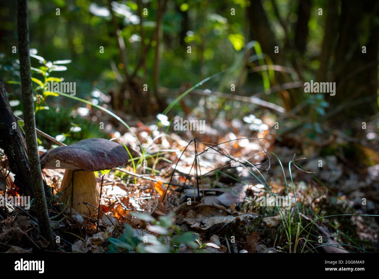 Cep mushroom grows under tree. Royal porcini food in nature. Boletus ...