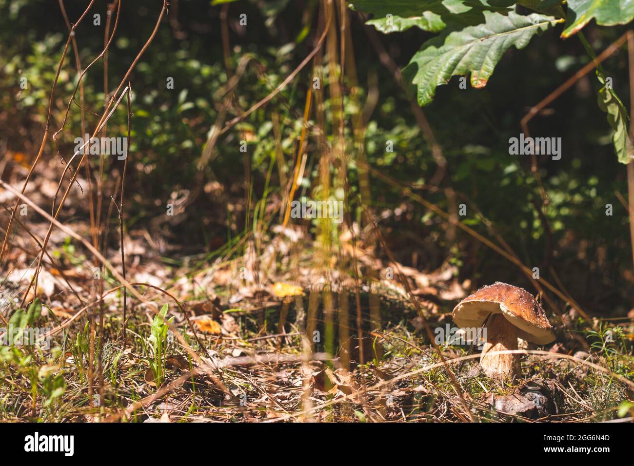 White cep mushroom grows in nature Royal porcini food in nature ...