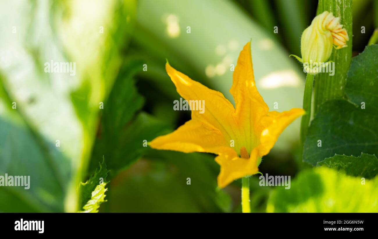 Blooming zucchini on a sunny day. Yellow zucchini flower in green ...