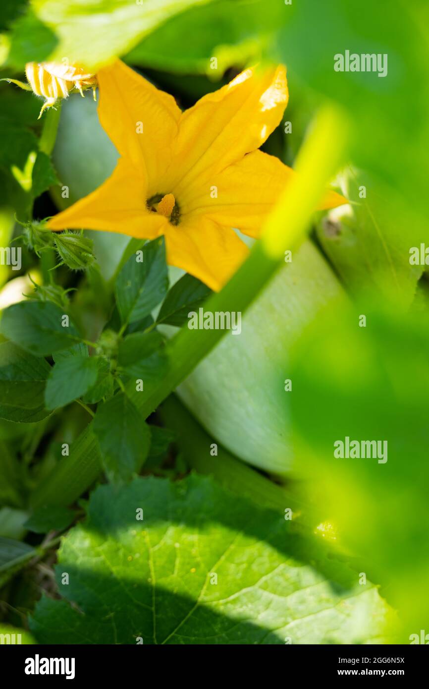 Blooming zucchini on a sunny day. Yellow zucchini flower in green ...