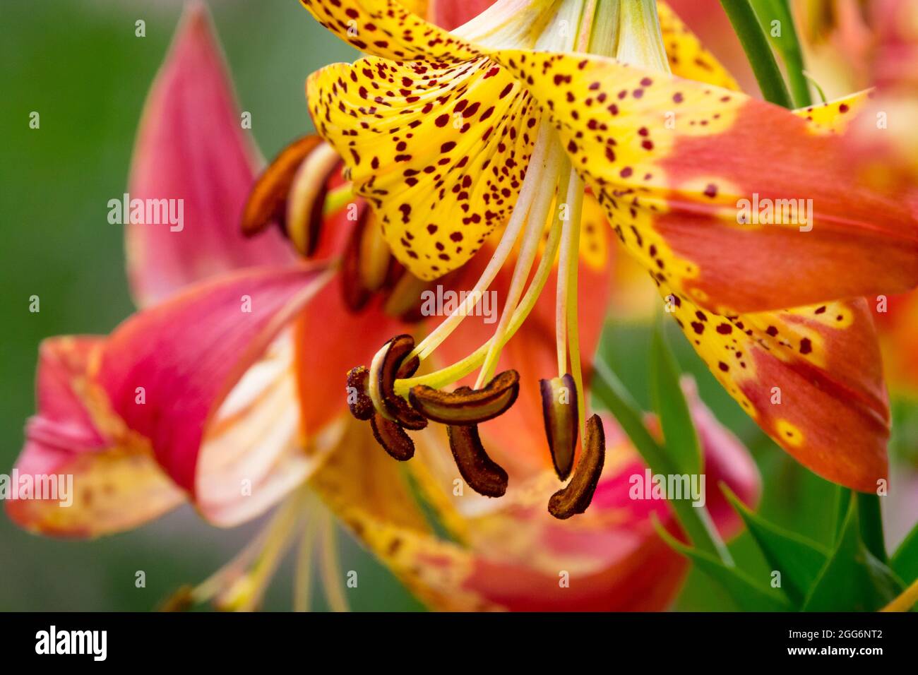 Lily, Lilium 'Fusion', Lilies pistils summer flowering bulbs Stock ...
