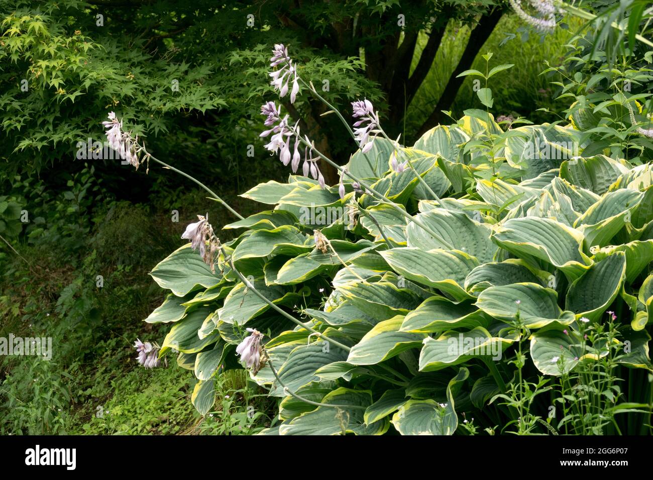 Hosta Sagae flowers Stock Photo - Alamy