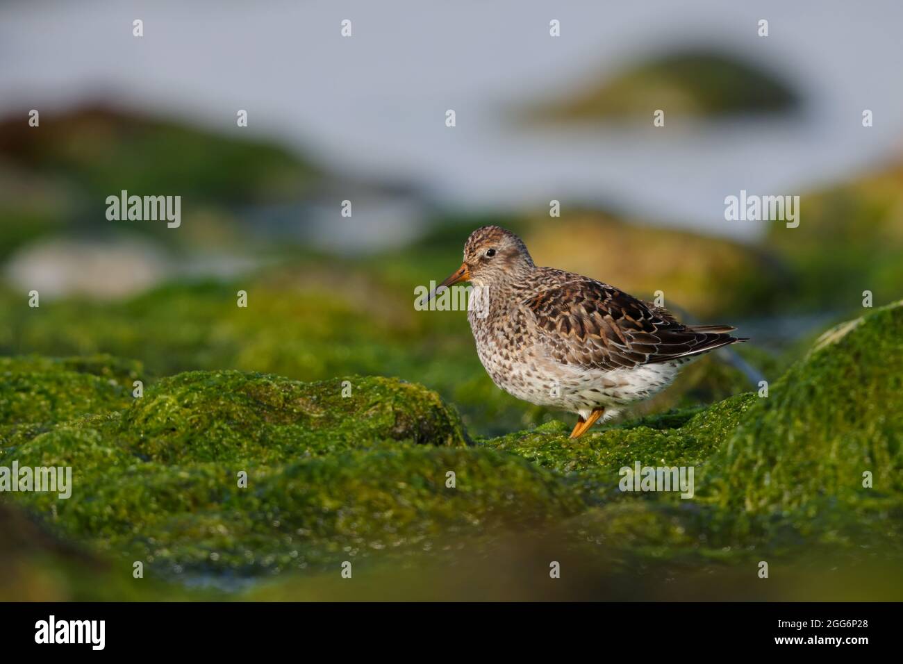 Adult breeding calidris maritima hi-res stock photography and images ...
