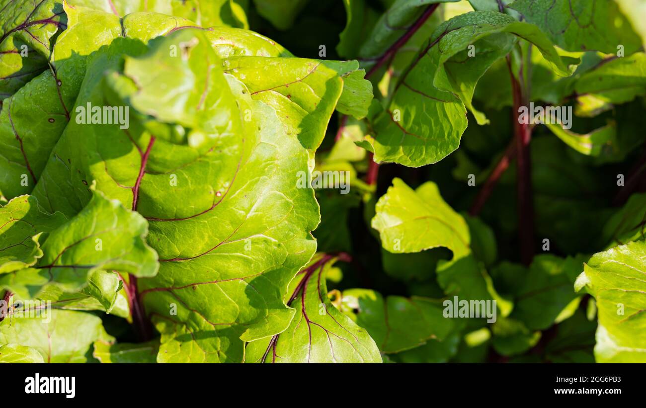 Red beet leaves in a garden. Background of beet leaves Stock Photo - Alamy