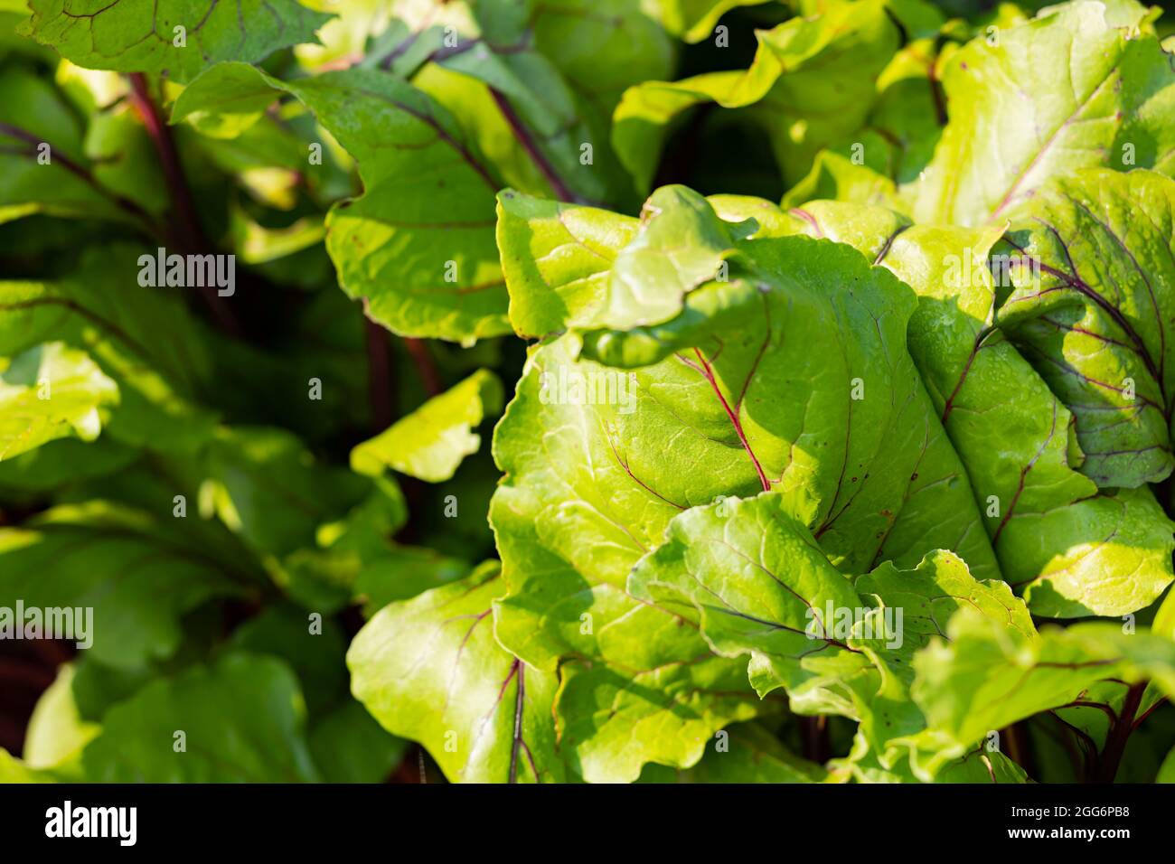 Red beet leaves in a garden. Background of beet leaves Stock Photo - Alamy