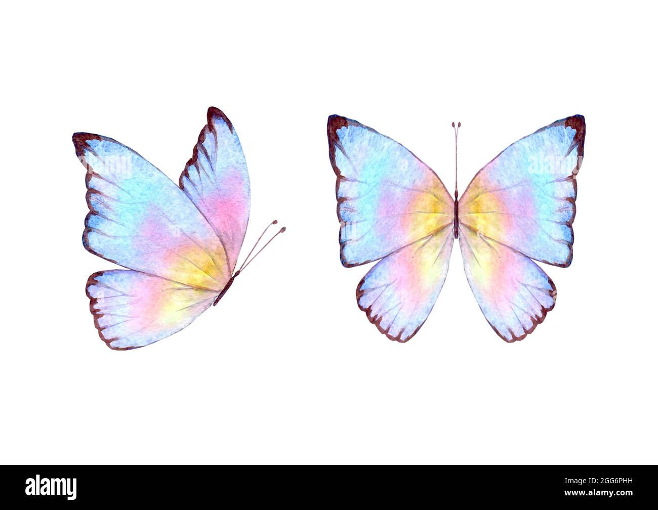 Watercolor botanical summer set of multicolor colorful butterflies ...
