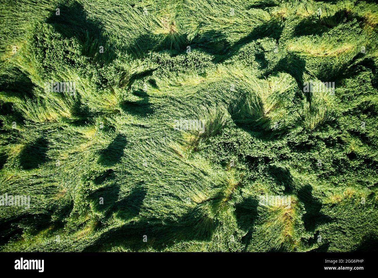 Aerial view of the wind damage in a wheat field Stock Photo - Alamy