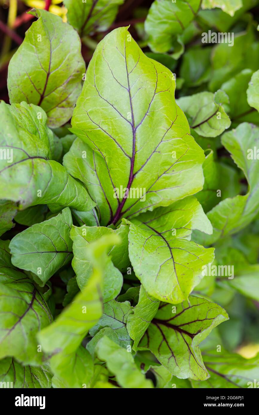 Red beet leaves in a garden. Background of beet leaves Stock Photo - Alamy