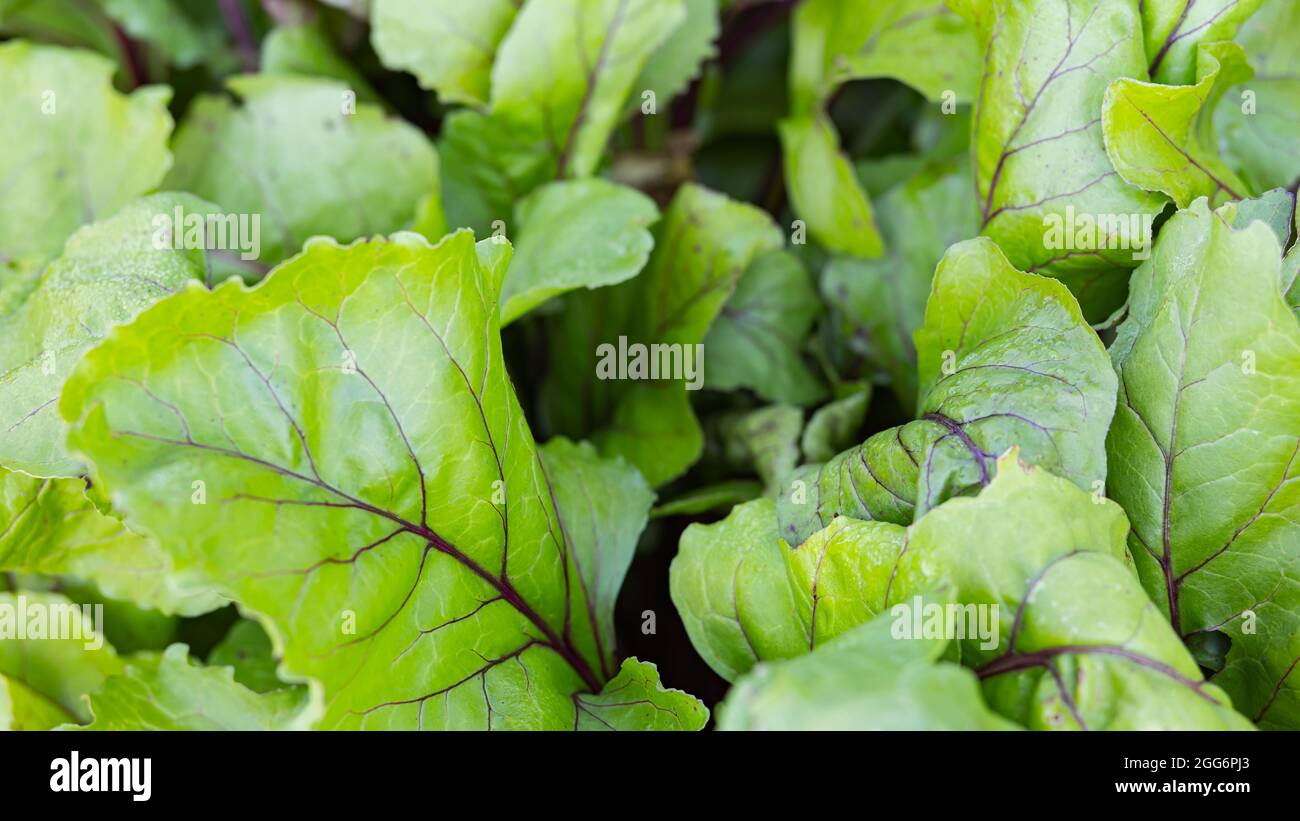 Red beet leaves in a garden. Background of beet leaves Stock Photo - Alamy