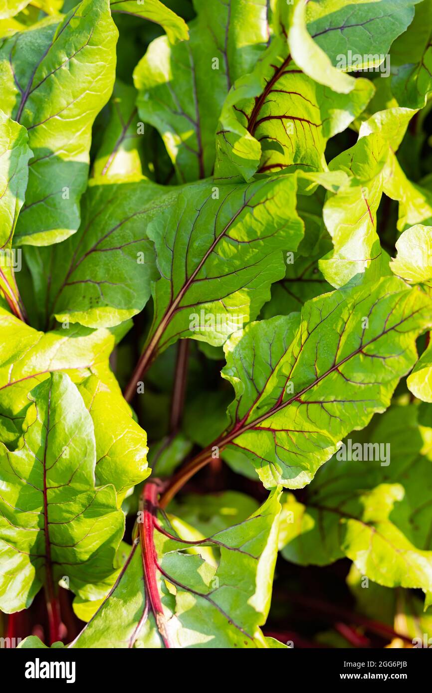 Red beet leaves in a garden. Background of beet leaves Stock Photo - Alamy