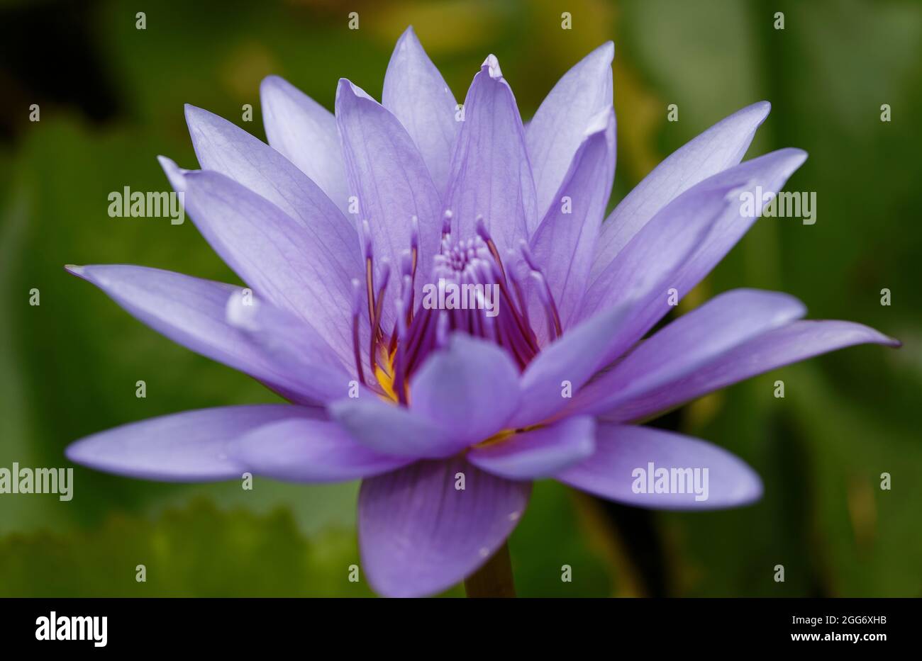 Close up of blooming blue water lily flower-botanical name Nymphaea ...