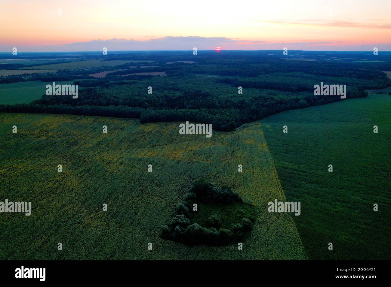 Aerial view of the forest and field on sunset. Drone view from above of ...