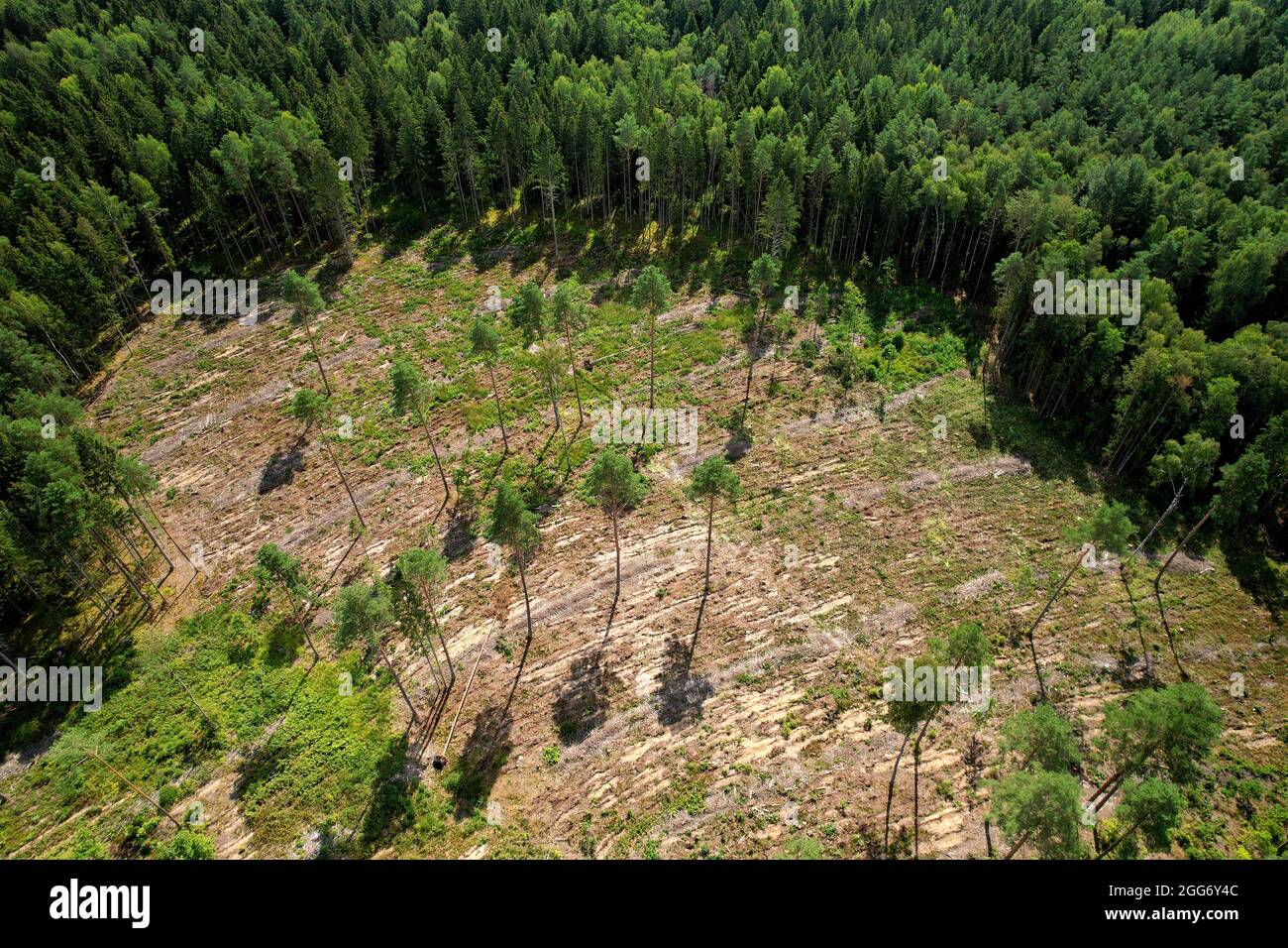 Felled forest, aerial view. Destruction of forests and felling of trees ...
