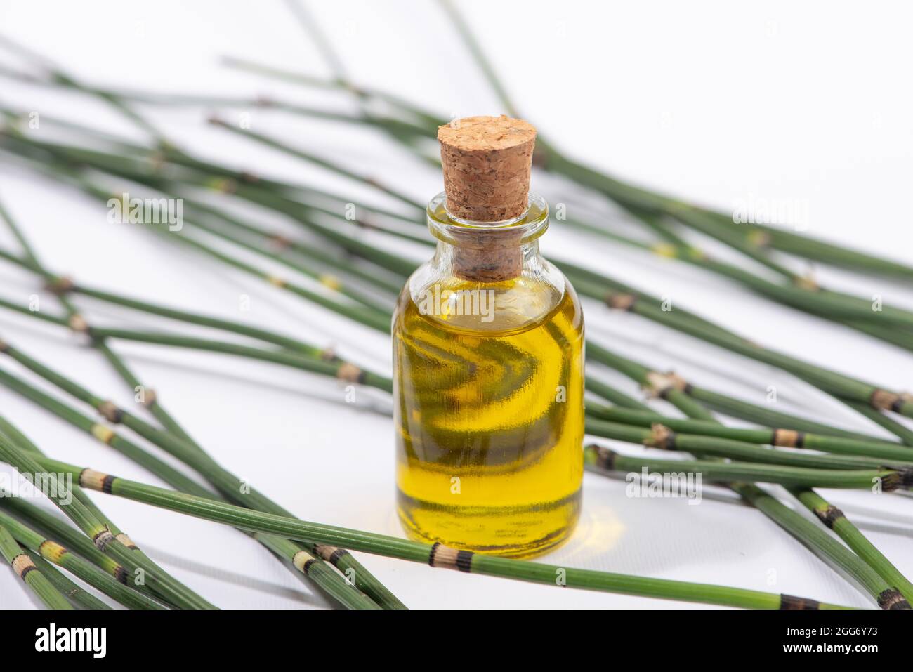 Water horsetail herb and horsetail oil Stock Photo - Alamy