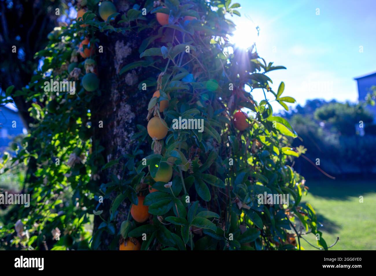 fruit of passion fruit already ripe Stock Photo - Alamy