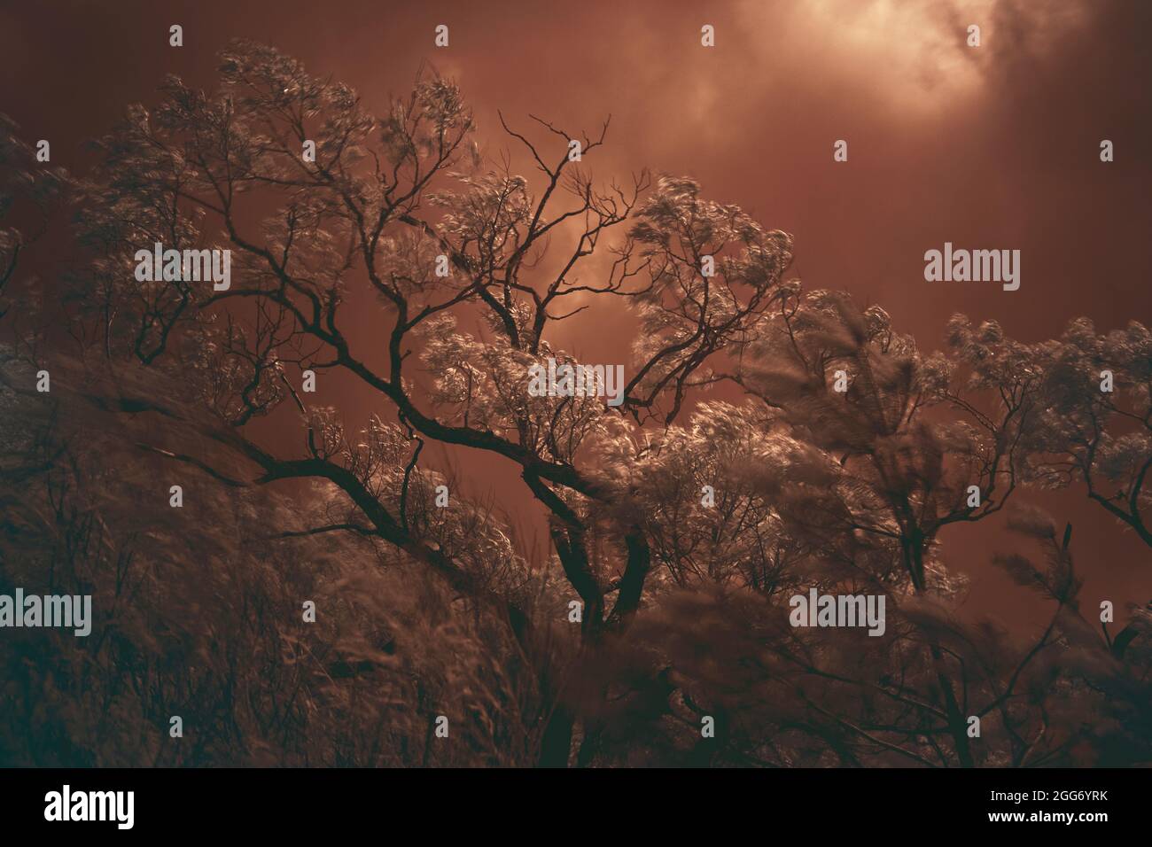Dark red Infrared tree at seashore Stock Photo - Alamy