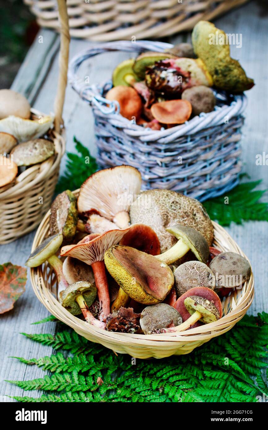 Fungi wicker baskets hi-res stock photography and images - Alamy