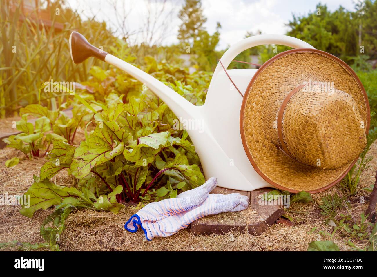 The straw hat lies on a white watering can Stock Photo - Alamy