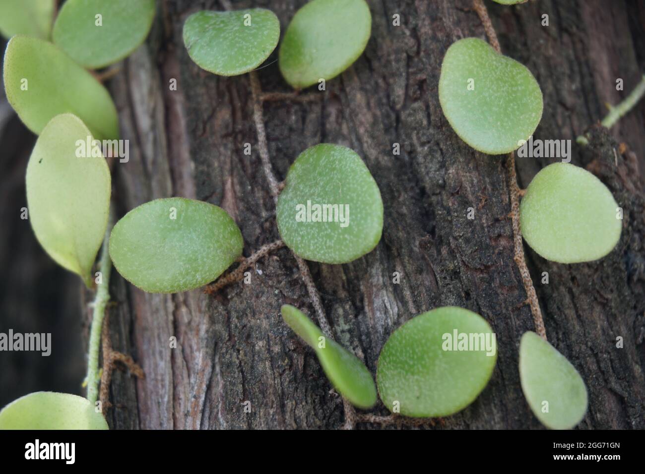 Pyrrosia rupestris (also called the rock felt fern) with a natural ...