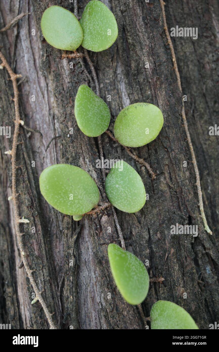Pyrrosia rupestris (also called the rock felt fern) with a natural ...
