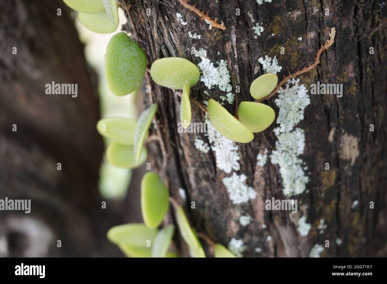 Pyrrosia rupestris (also called the rock felt fern) with a natural ...