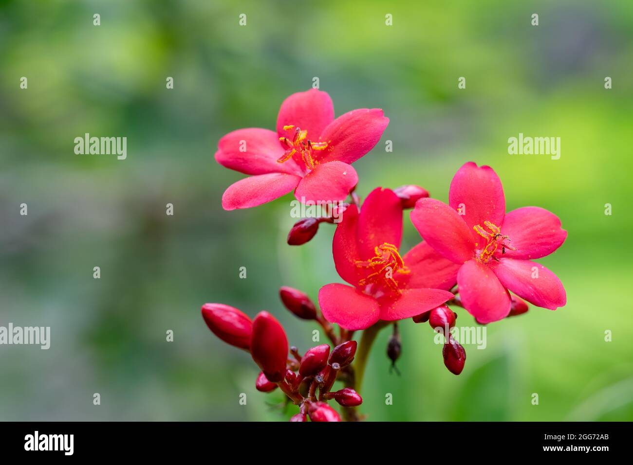 Jatropha integerrima flowers commonly known as peregrina or spicy ...