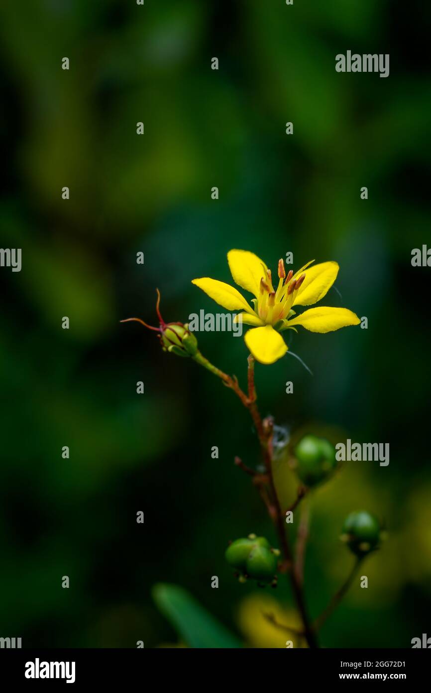 Beautiful yellow colored flower of Golden Thryallis plant which is ...