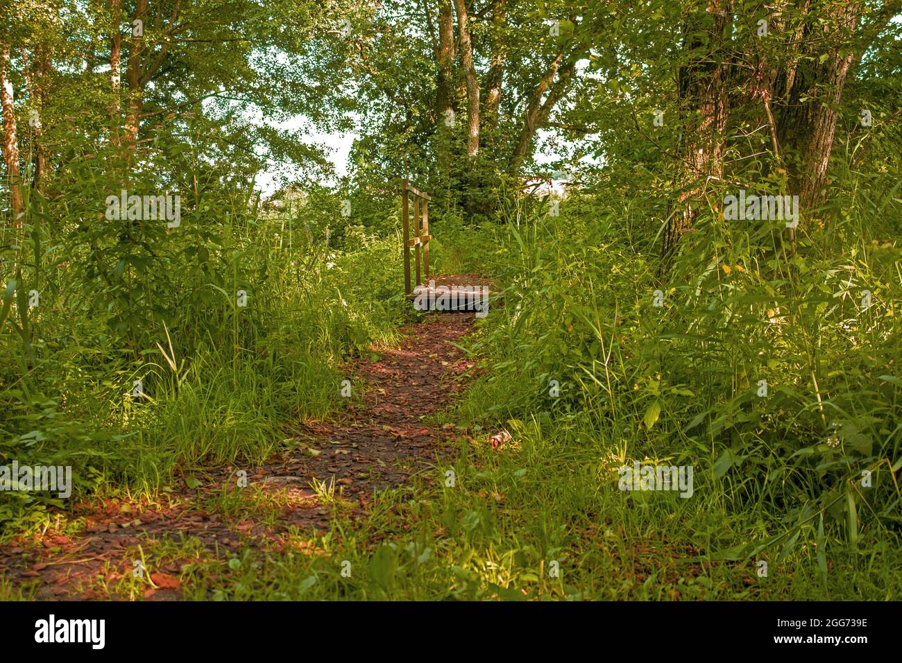 A narrow forest path with green foliage in Mauensee, Switzerland Stock ...