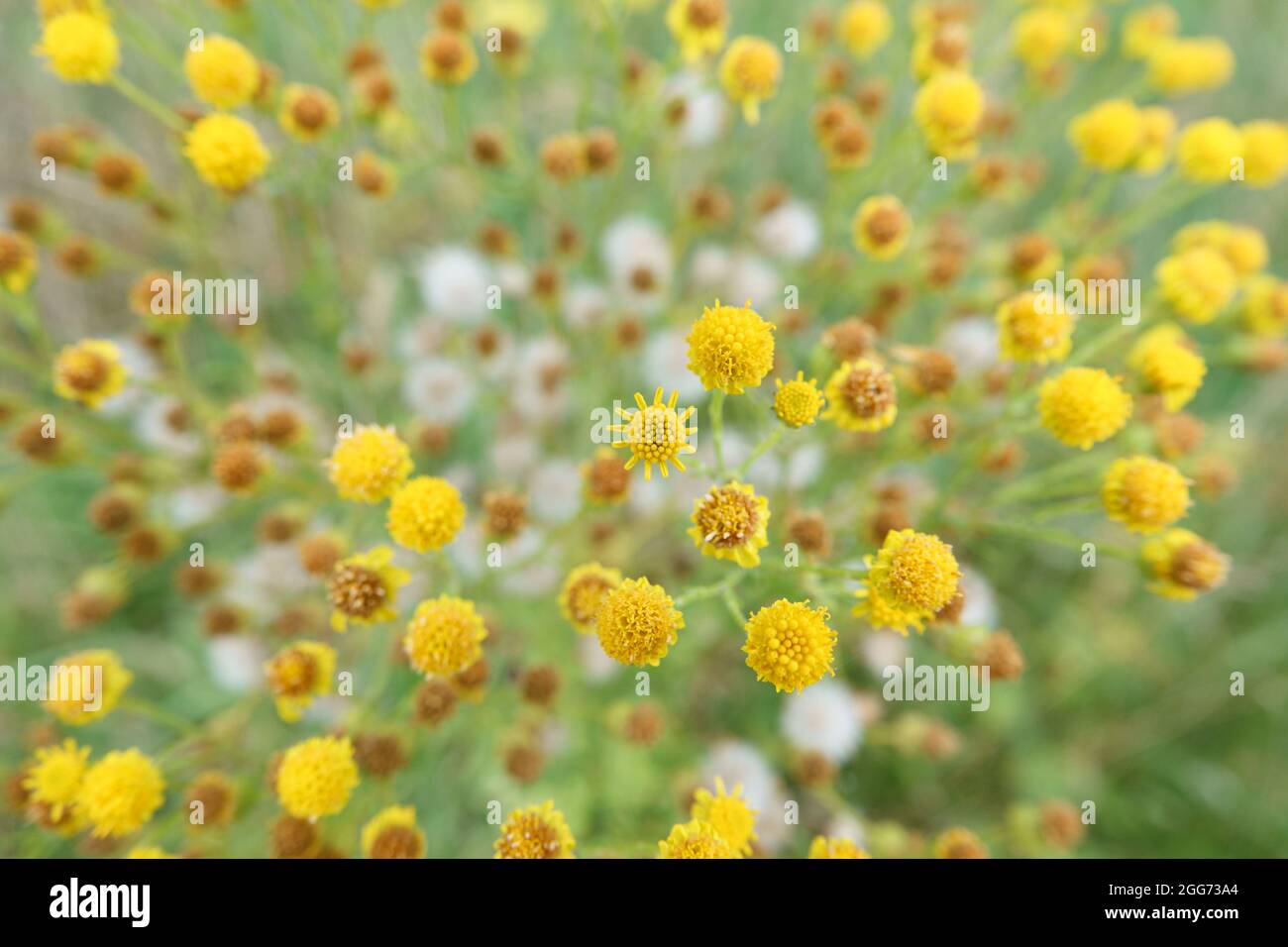 Hoary Ragwort (Jacobaea erucifolia) growing wild on Salisbury Plain ...